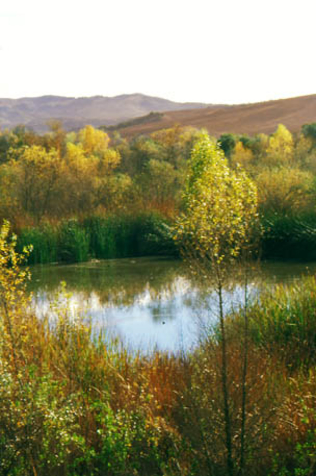 Restoration / Mitigation Projects - ClarkGreen.com